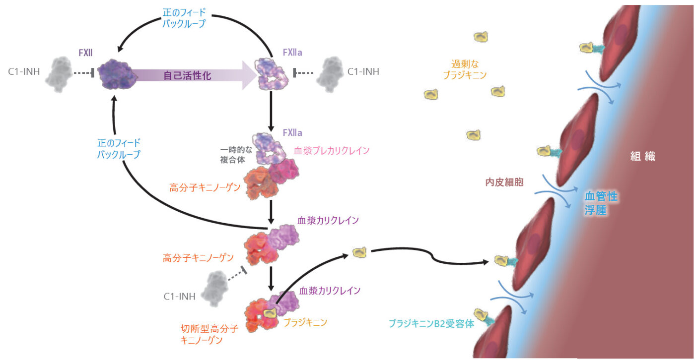アナエブリ皮下注200mgペン 製品特性 – CSL pro