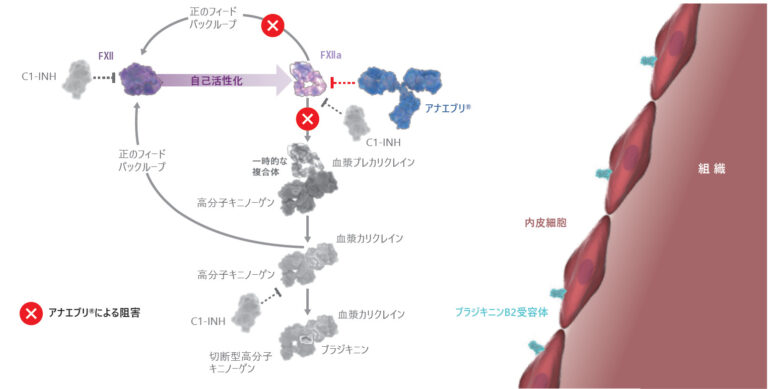 アナエブリ皮下注200mgペン 製品特性 – CSL pro